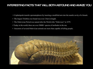 Sean + CJ Ordovician Period | PPT