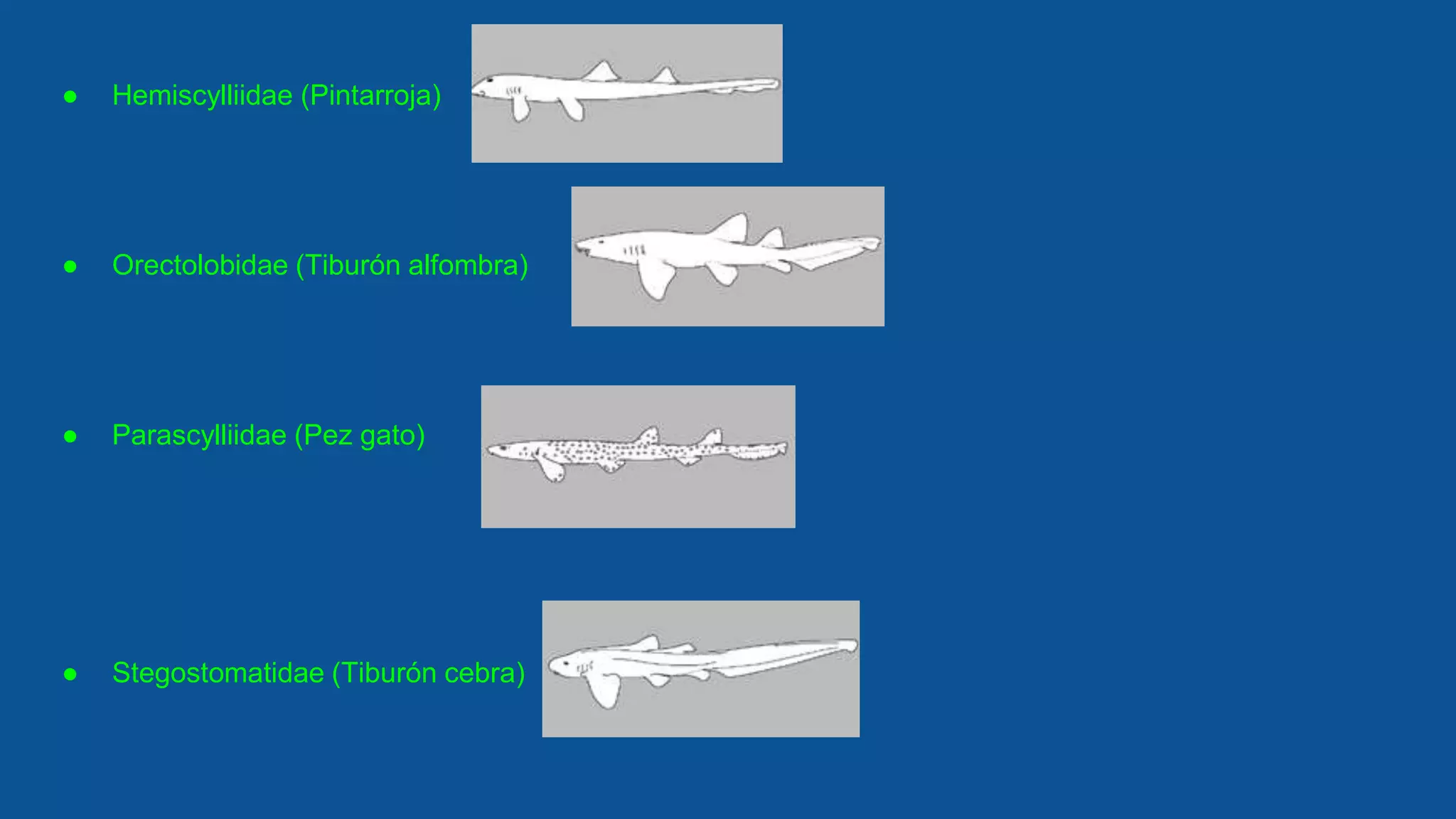 Peces: Orden Orectolobiformes (tiburones carpeta) | PPTX | Fish and ...