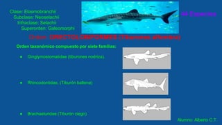 Peces: Orden Orectolobiformes (tiburones carpeta) | PPTX