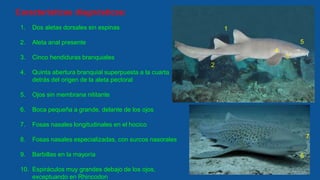 Peces: Orden Orectolobiformes (tiburones carpeta) | PPTX