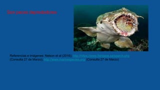 Peces: Orden Orectolobiformes (tiburones carpeta) | PPTX
