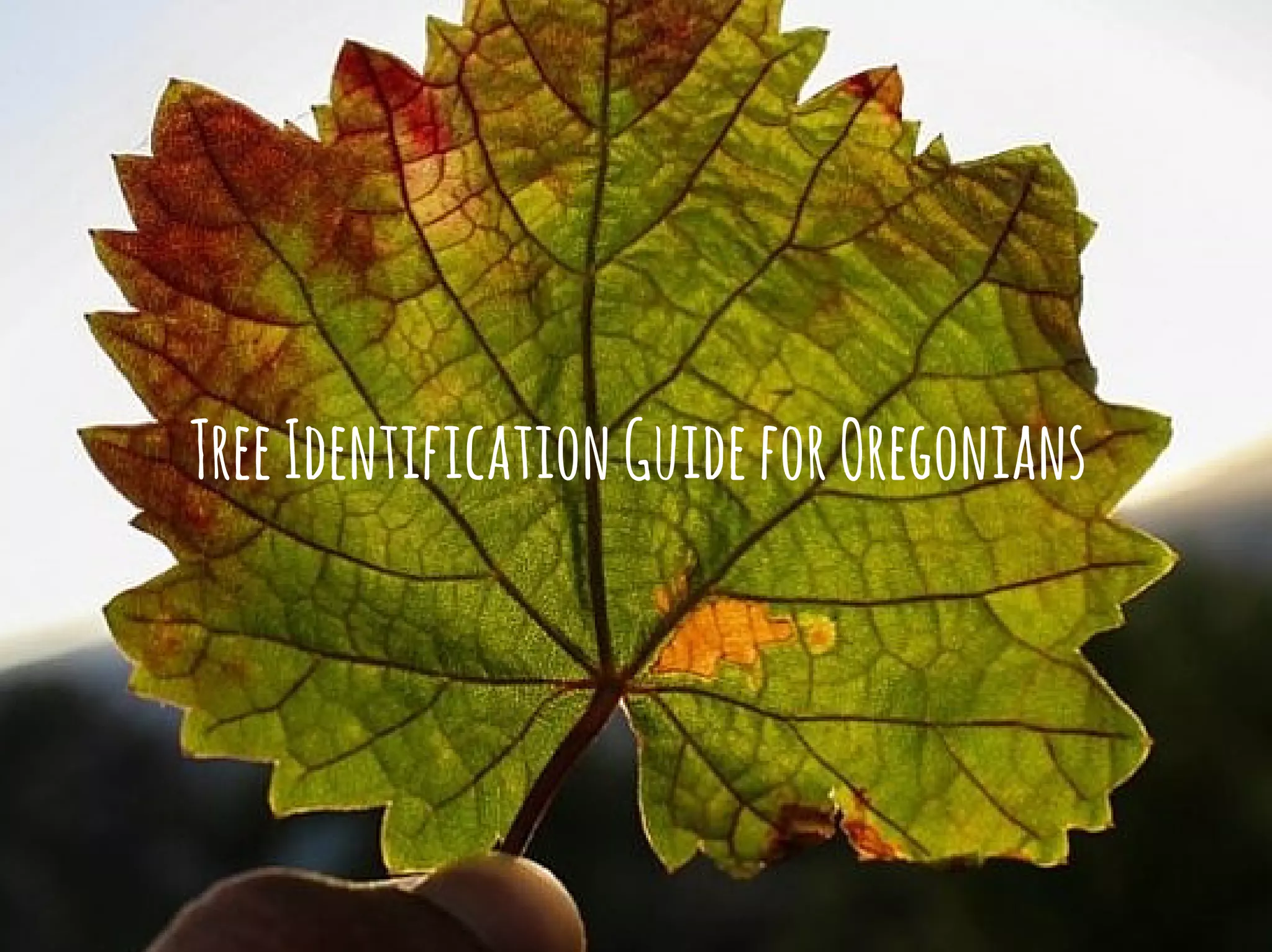 Tree Identification Guide for Oregonians | PDF