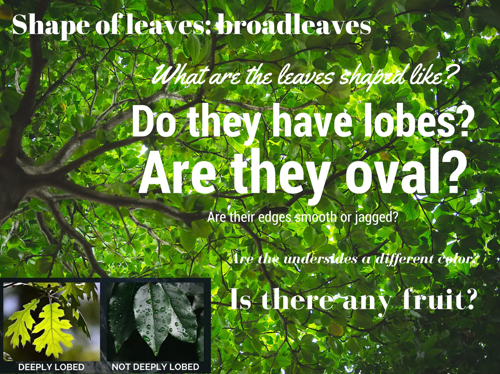 Tree Identification Guide for Oregonians | PDF | Gardening | Home & Garden