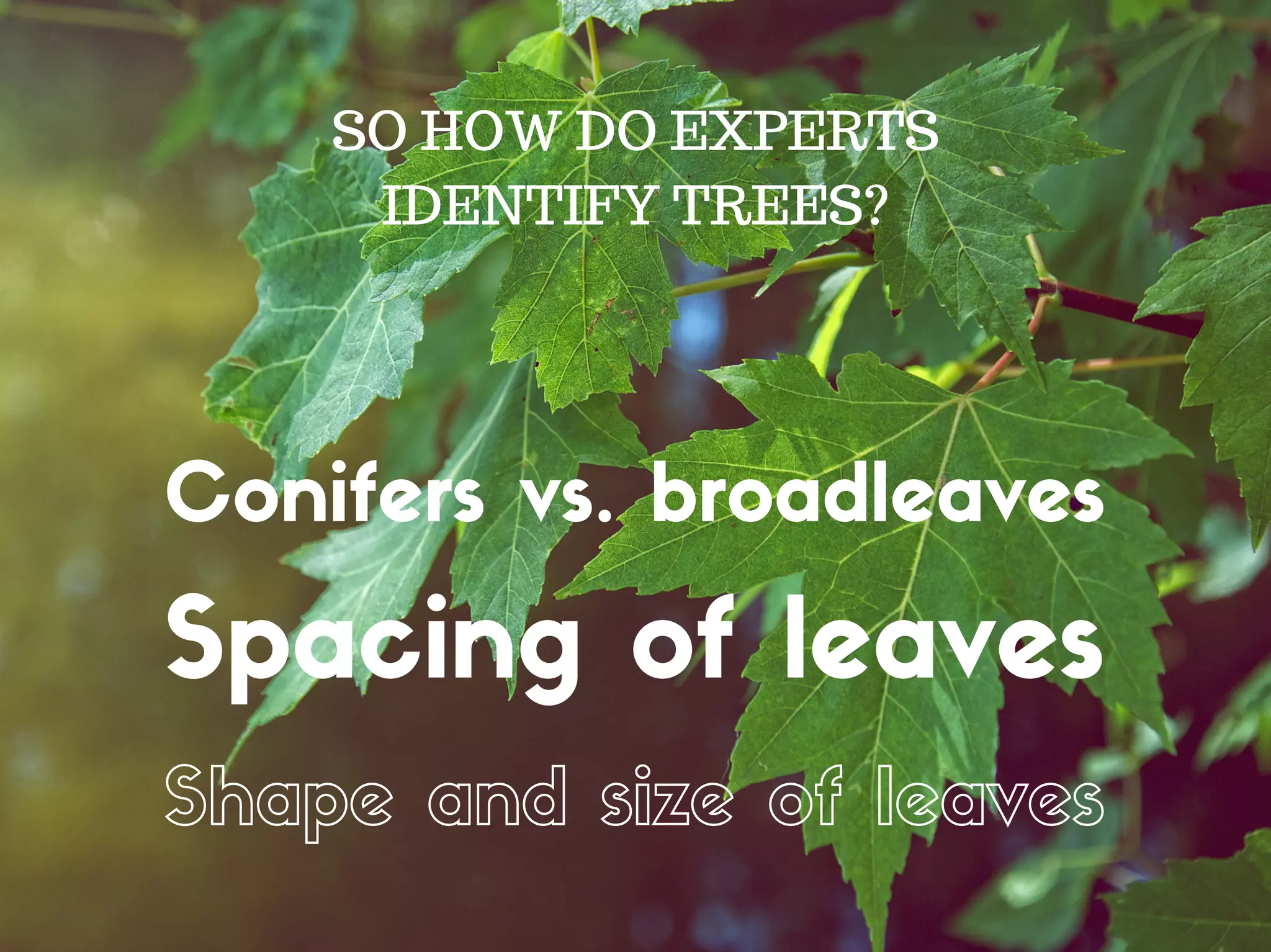 Tree Identification Guide for Oregonians | PDF | Gardening | Home & Garden