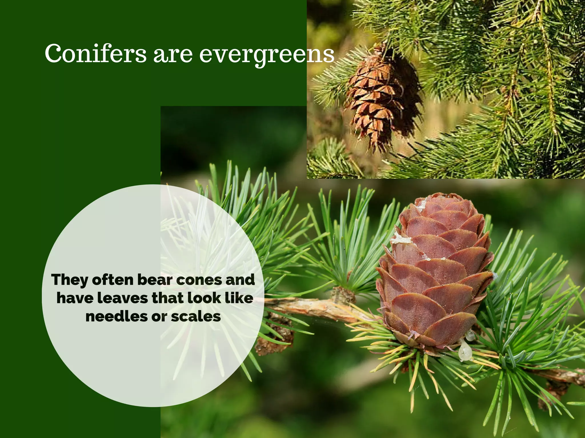 Tree Identification Guide for Oregonians | PDF | Gardening | Home & Garden