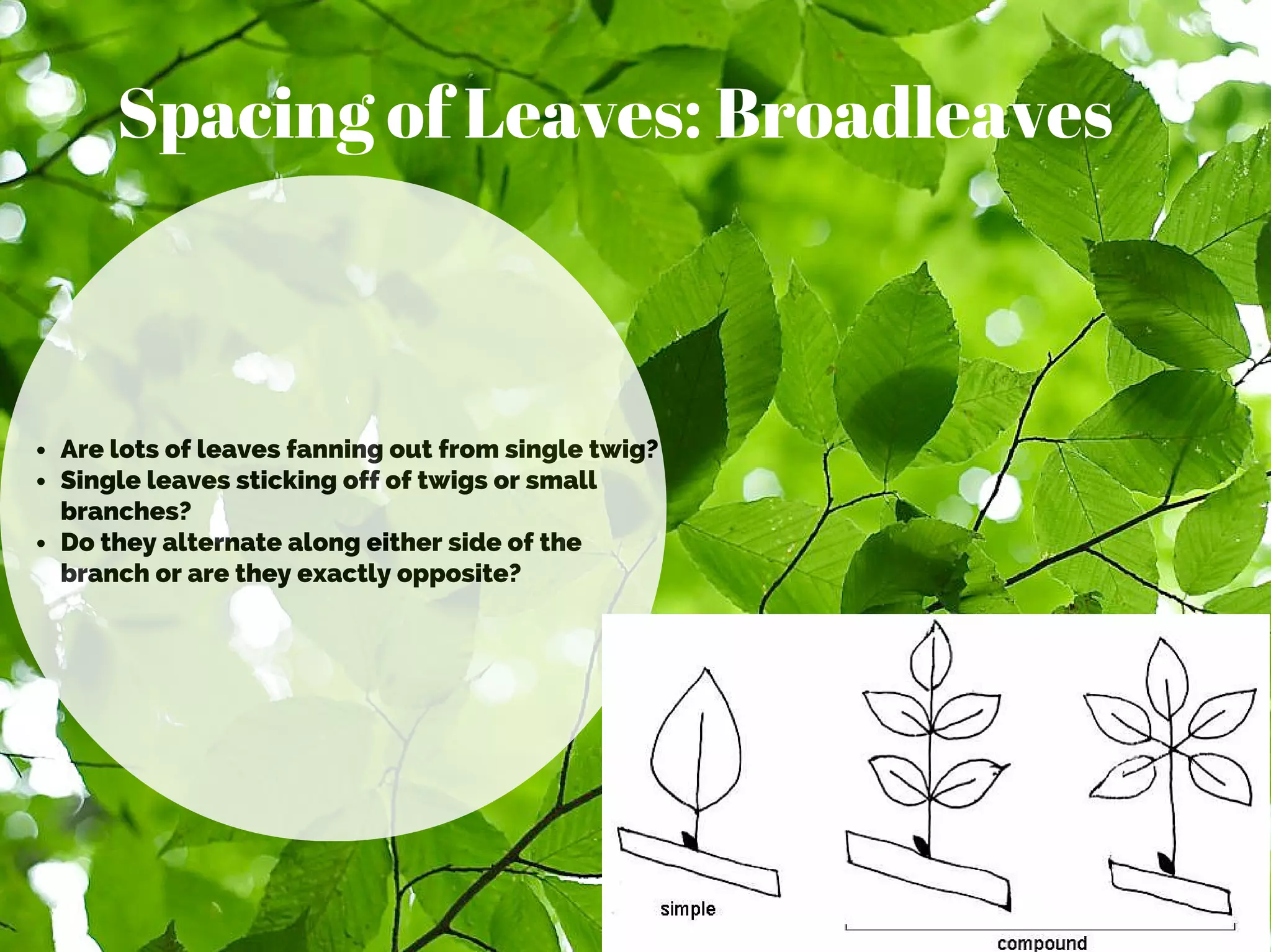 Tree Identification Guide for Oregonians | PDF | Gardening | Home & Garden