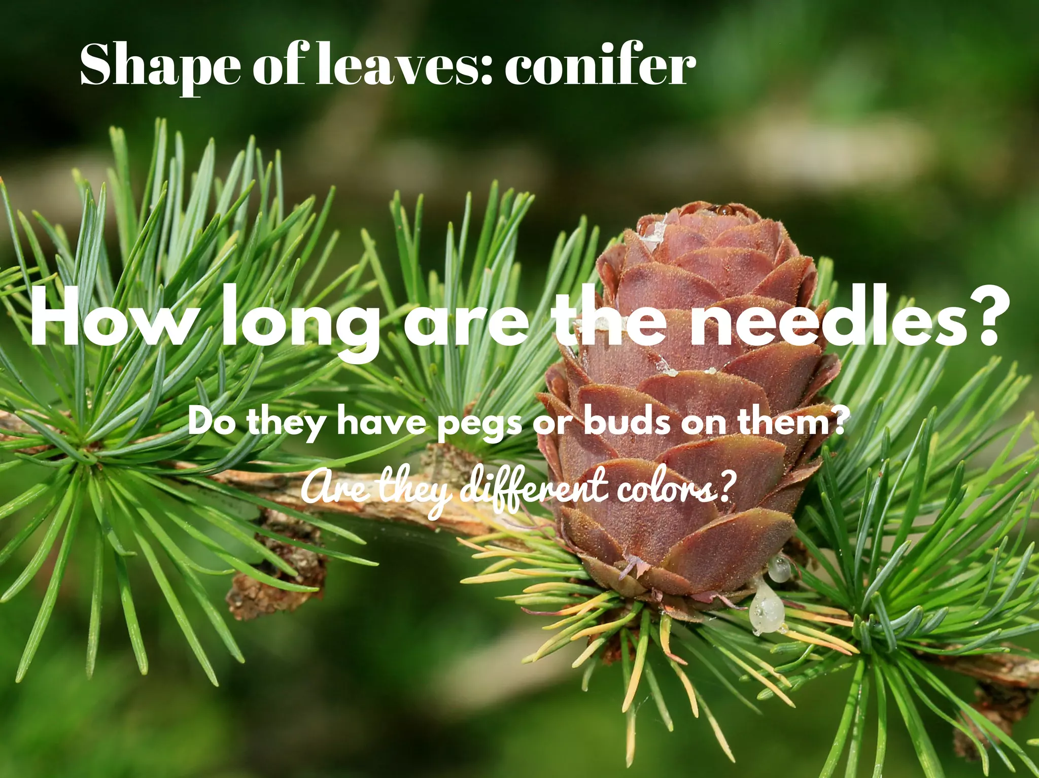 Tree Identification Guide for Oregonians | PDF | Gardening | Home & Garden