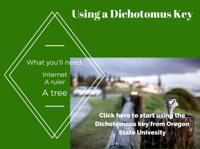 Tree Identification Guide for Oregonians | PPT