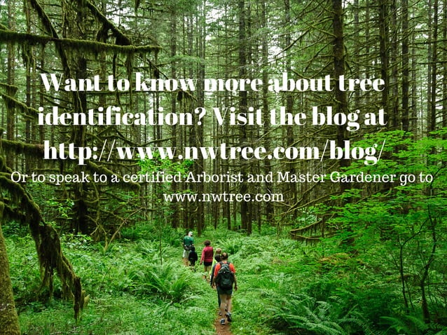 Tree Identification Guide for Oregonians | PPT