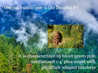 Tree Identification Guide for Oregonians | PDF | Gardening | Home & Garden