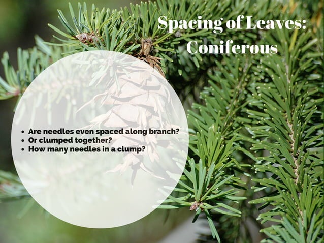 Tree Identification Guide for Oregonians | PPT