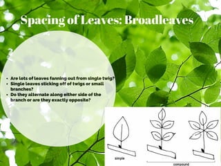 Tree Identification Guide for Oregonians | PDF | Gardening | Home & Garden