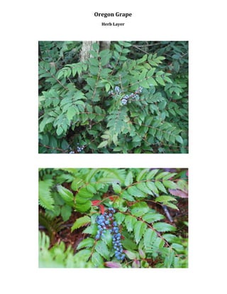 Oregon Grape.pdf