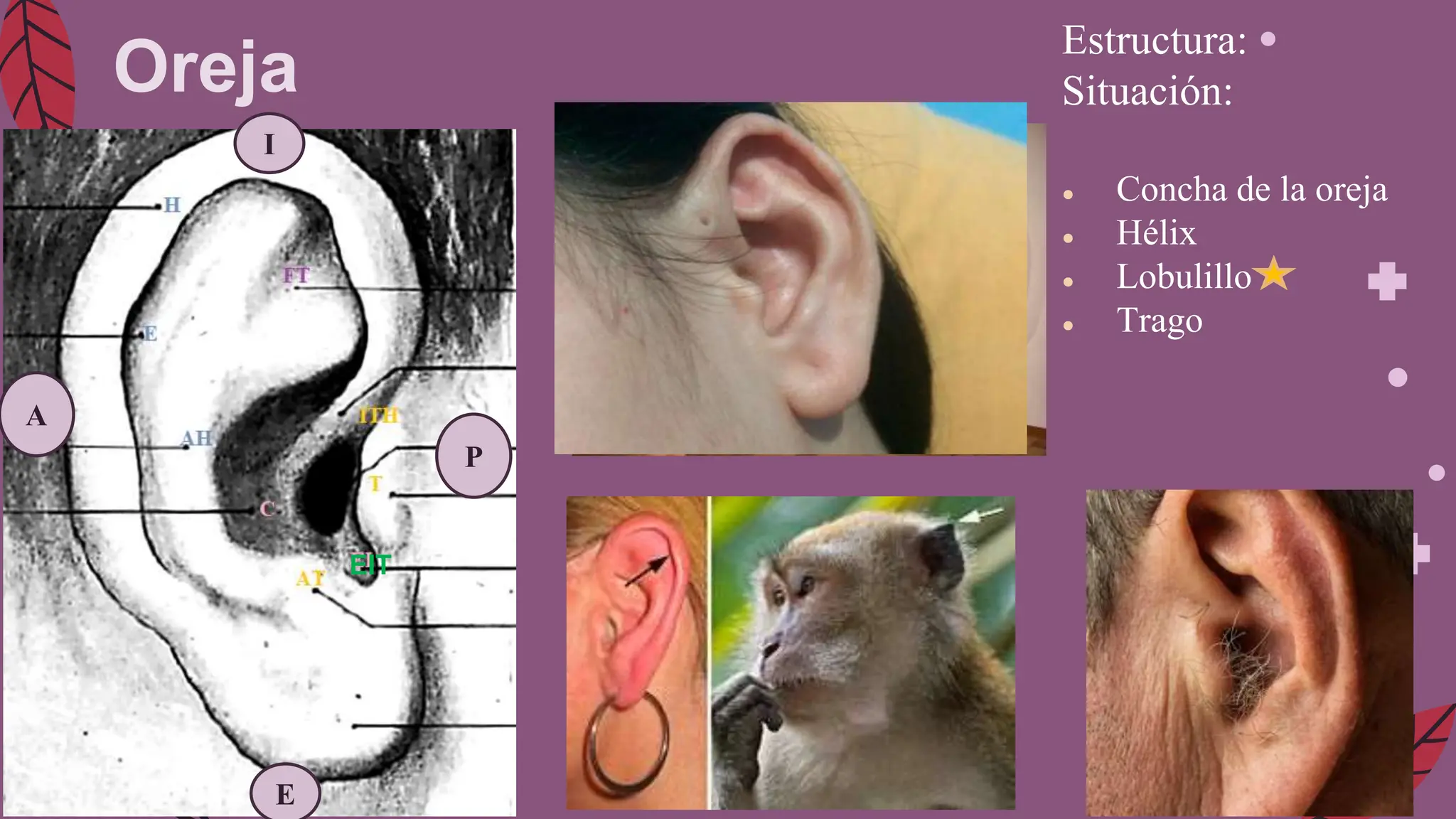 Oreja anatomia .pptx