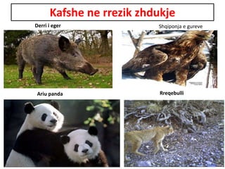 Ore mesimore tik | PPTX