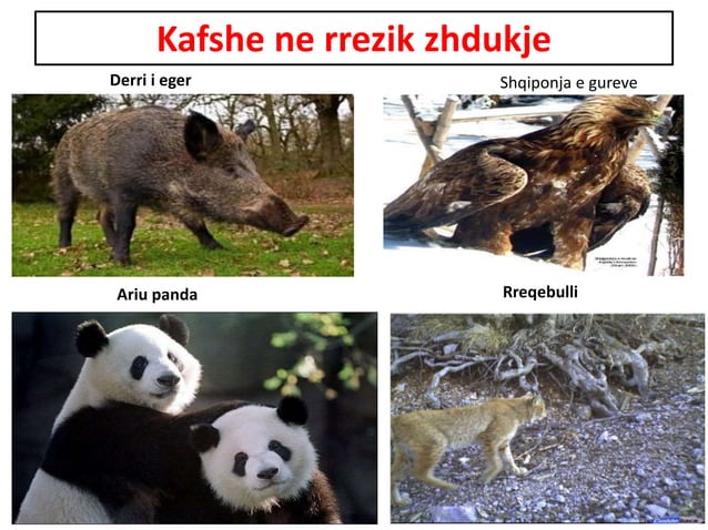 Ore mesimore tik | PPT