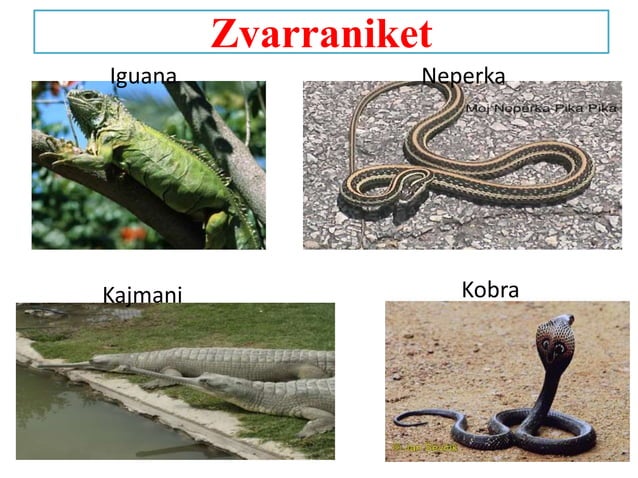 Ore mesimore tik | PPT