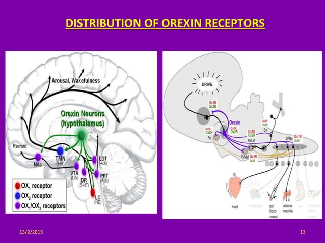 OREXIN RECEPTOR ANTAGONISTS | PPTX | Endocrine and Metabolic Diseases ...