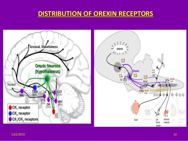 OREXIN RECEPTOR ANTAGONISTS