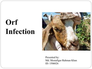 Orf infection | PPTX