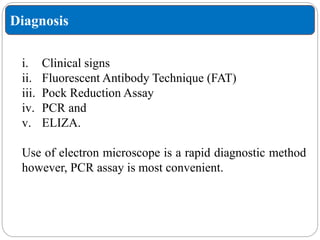Orf infection | PPTX