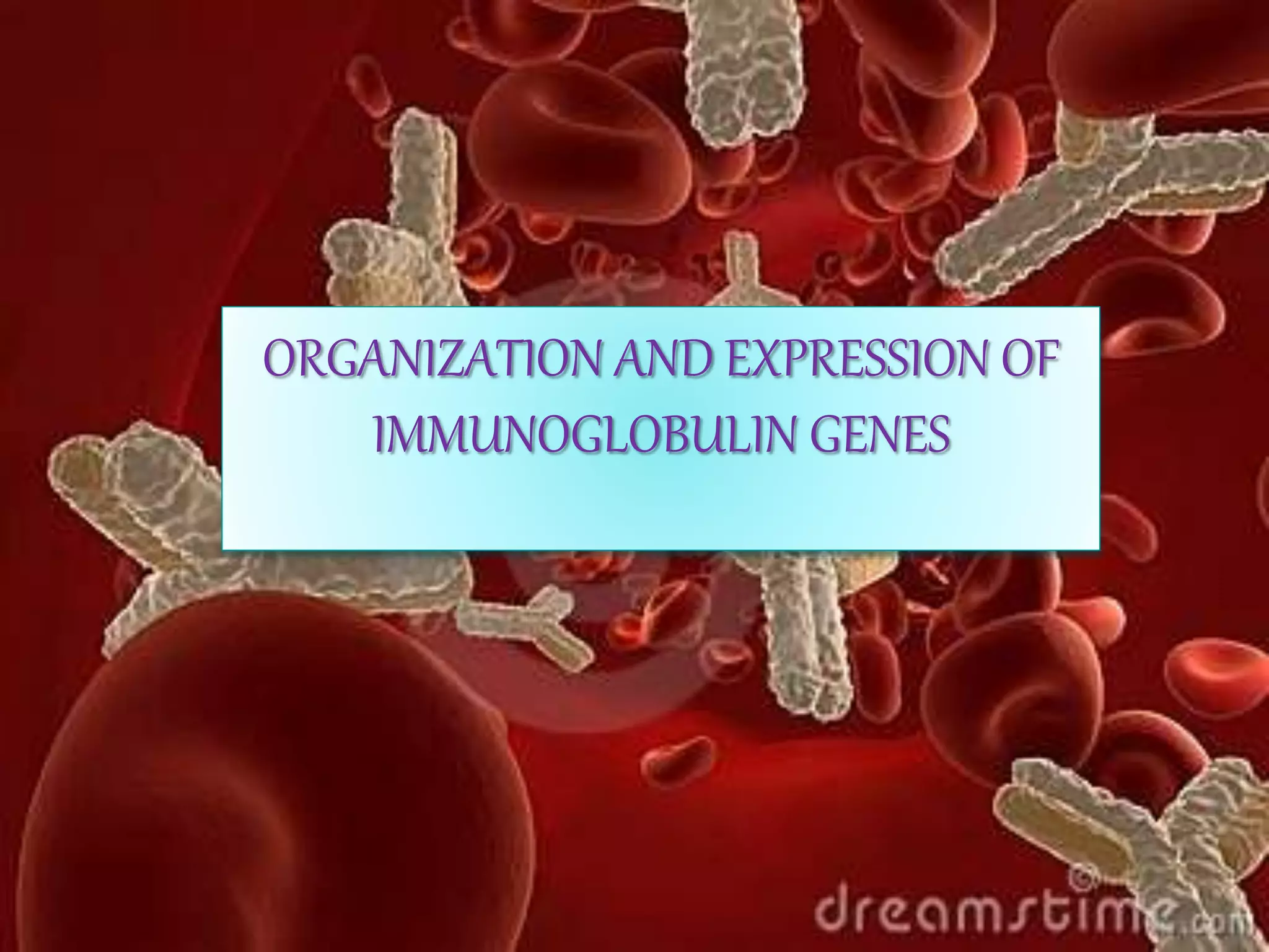 Organization and expression of Ig genes | PPTX