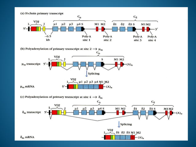 Organization and expression of Ig genes | PPTX