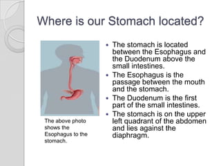 Organ:Stomach | PPT