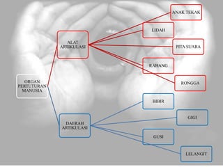 Organ | PPTX
