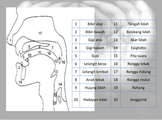 Organ | PPTX