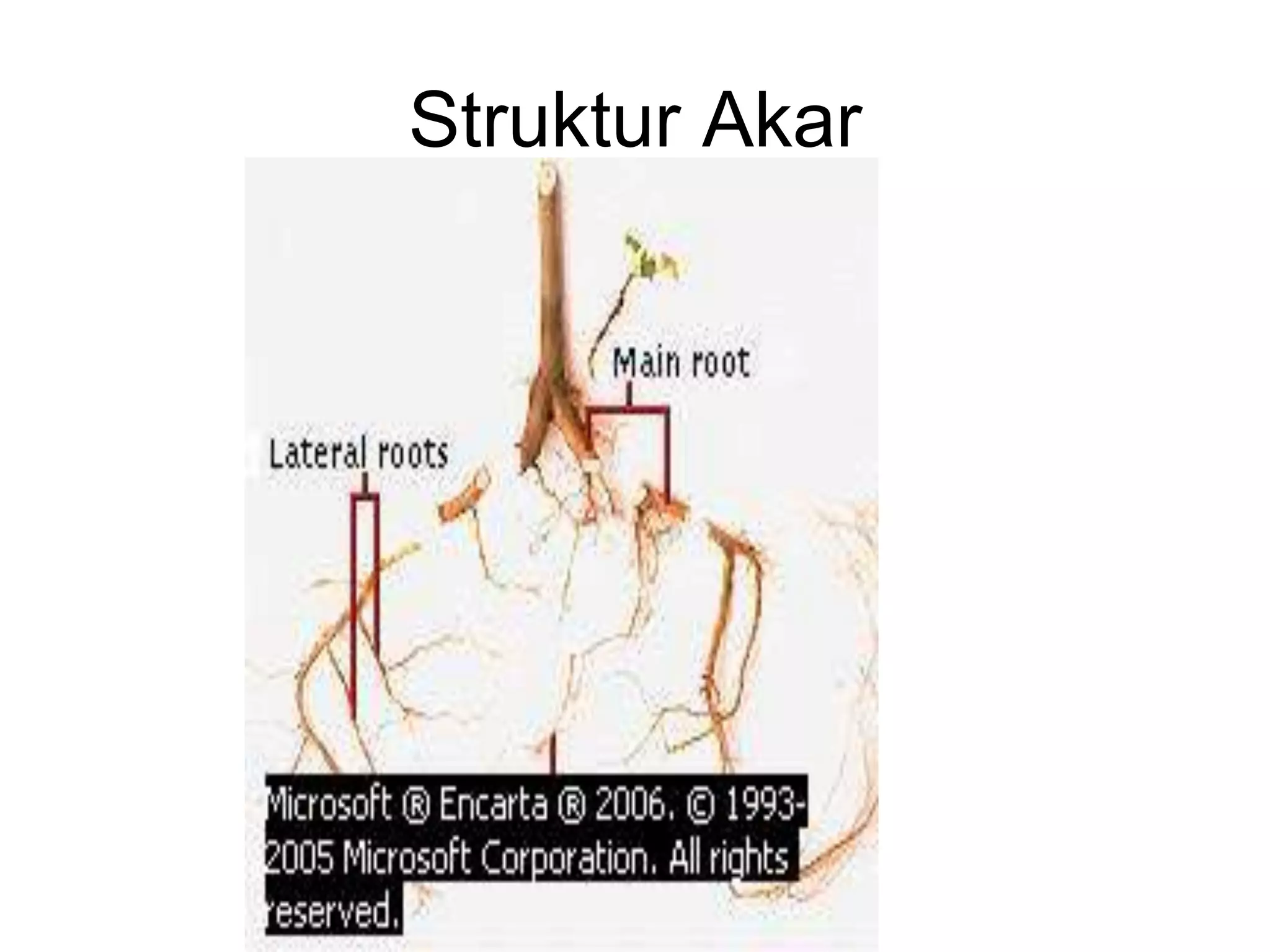 organ-dan-sistem-organ-pada-tumbuhan-part-5.ppt