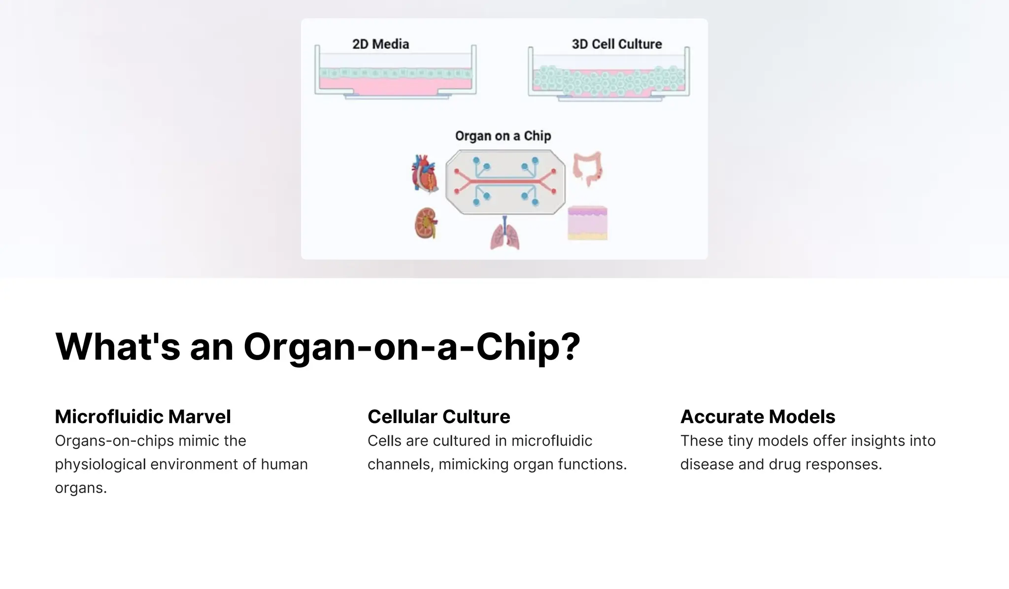 Organ-on-a-Chip-Where-Chips-Meet-Organs.pdf (2).pdf