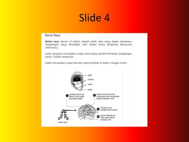 Organ organ deria | PPTX
