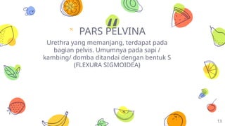 organa genitalia interna maskulina pada hewan ternak | PPTX