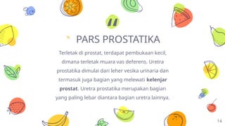 organa genitalia interna maskulina pada hewan ternak | PPTX