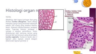 organa genitalia interna maskulina pada hewan ternak | PPTX