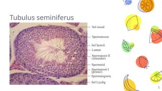 organa genitalia interna maskulina pada hewan ternak | PPTX