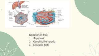 Organ Aksesori Sistem Pencernaan Tubuh.pptx