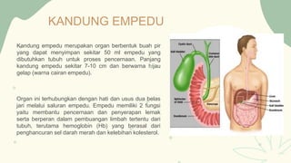 Organ Aksesori Sistem Pencernaan Tubuh.pptx