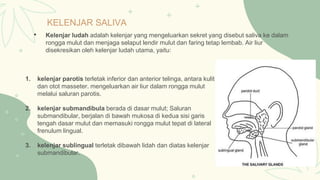 Organ Aksesori Sistem Pencernaan Tubuh.pptx