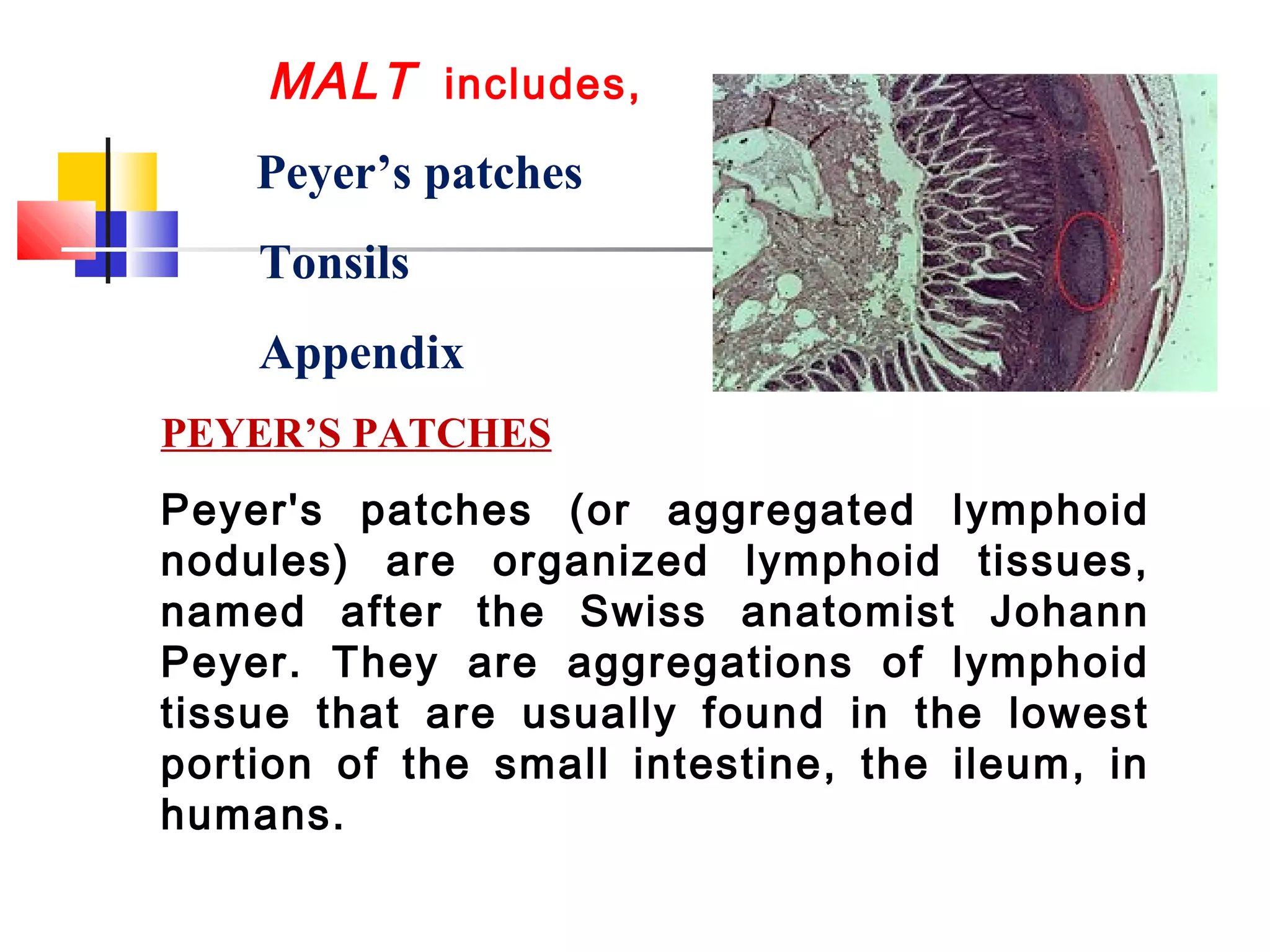 Organ and tissues of immune system | PPT