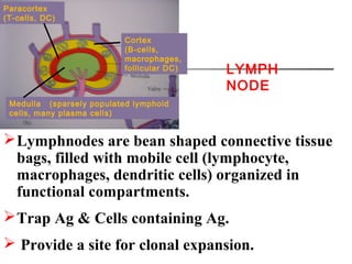 Organ and tissues of immune system | PPT