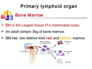 Organ and tissues of immune system | PPT