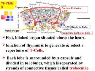 Organ and tissues of immune system | PPT