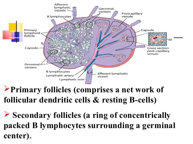 Organ and tissues of immune system