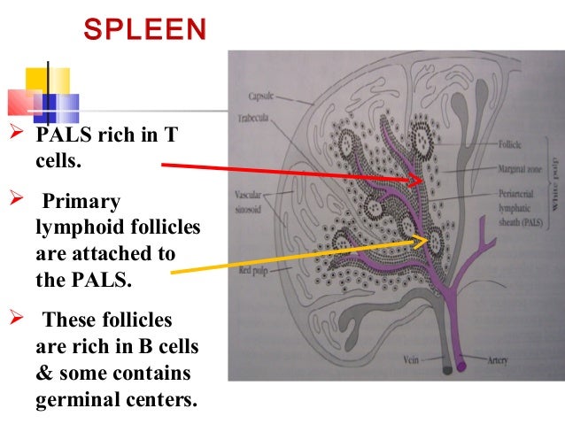 Organ and tissues of immune system