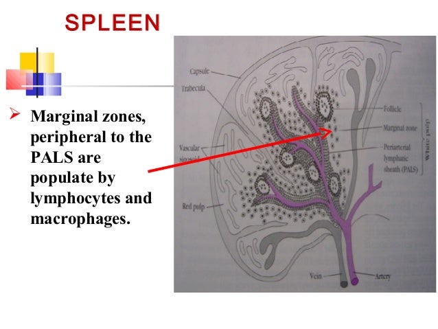 Organ and tissues of immune system
