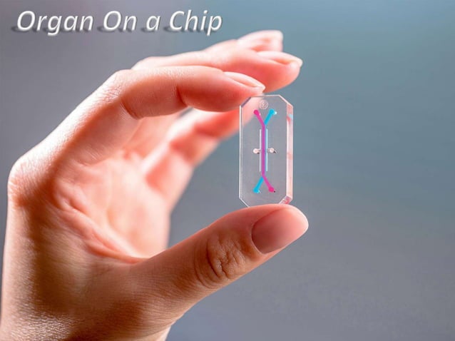 Organ chip ppt | PPTX | Biological Sciences | Science