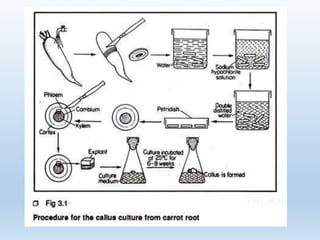 Organ Culture.pptx