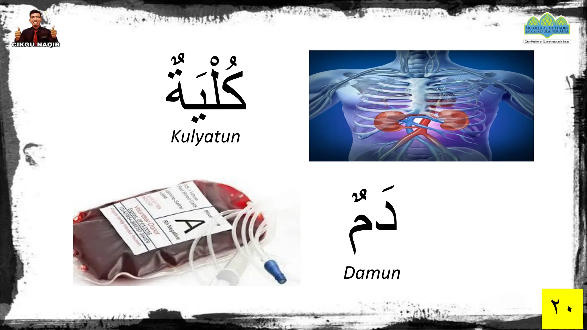 Organ Dalaman (عضو الداخلي) - Internal Organs (Bahasa Arab) | PPT